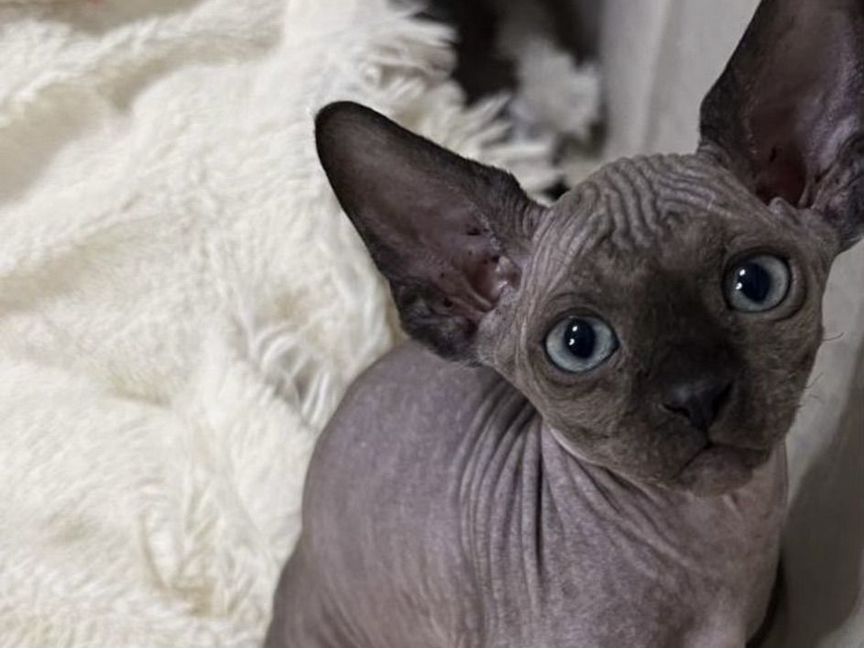 Канадский сфинкс велюр