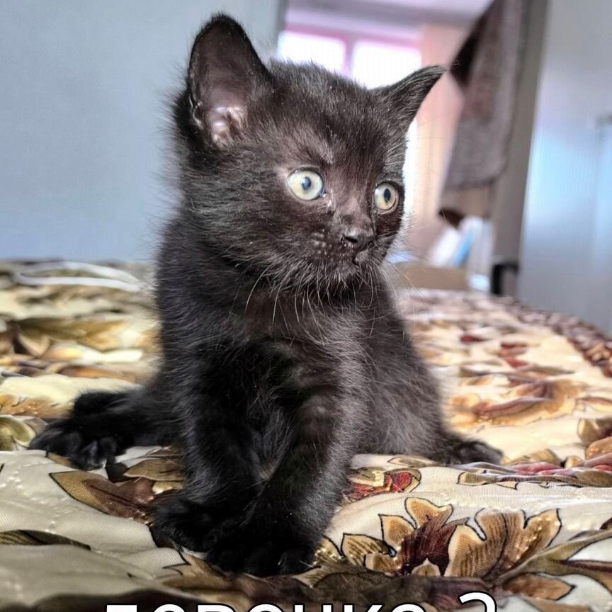 Котёнок от частного владельца