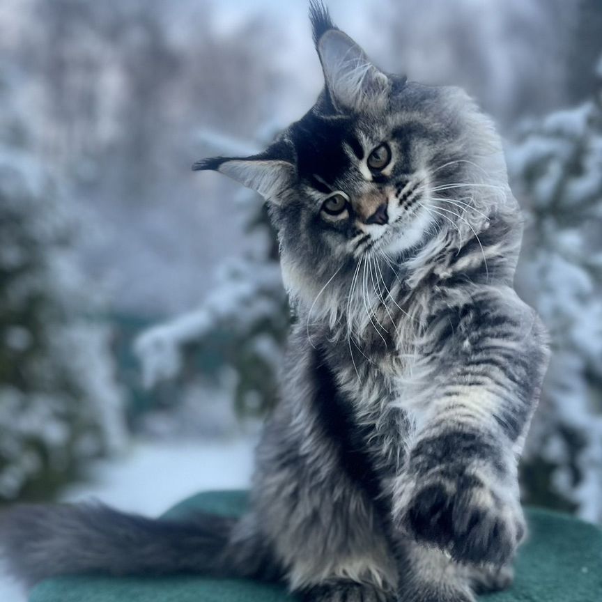 Мейнкун полидакт котенок Богатырь
