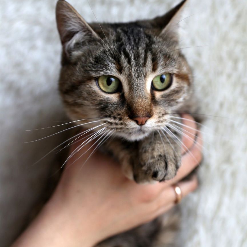 Кошка Тома 1 год