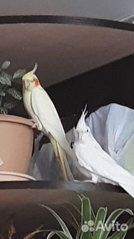 Потерялась корелла