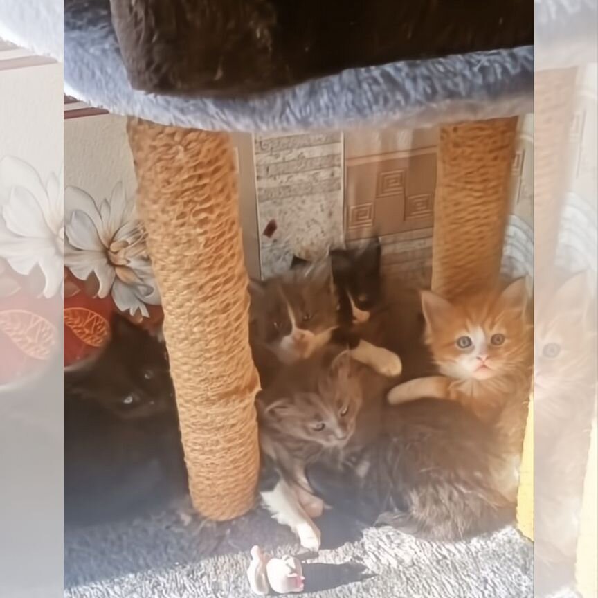 Мейн-кун котёнок