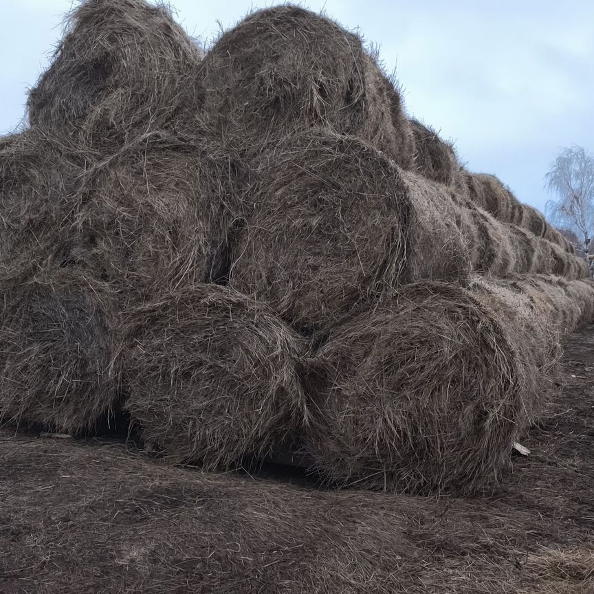 Сено в рулонах