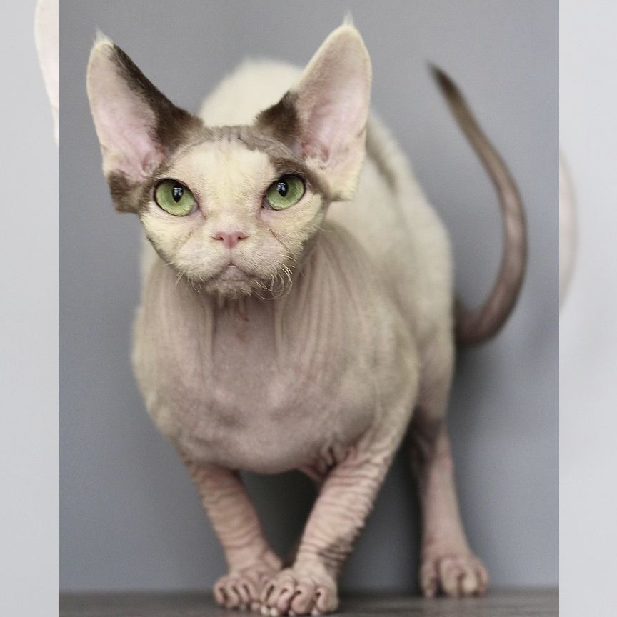 Девон-рекс, взрослый кот