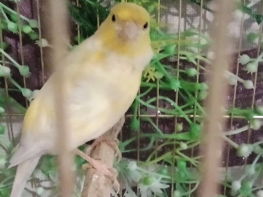 Продам канарейку девочку