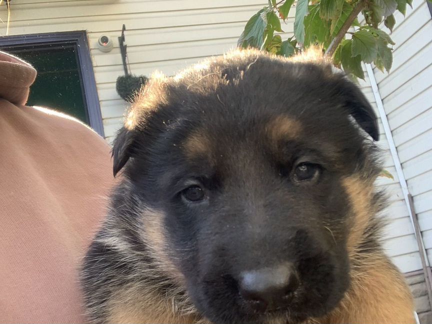 Щенки немецкой овчарки