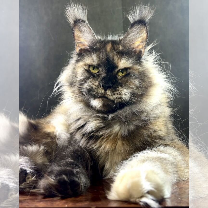 Мейн-кун, взрослая кошка