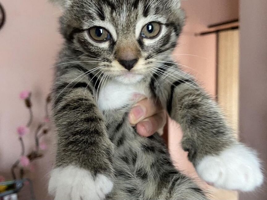 Породистые котята в дар