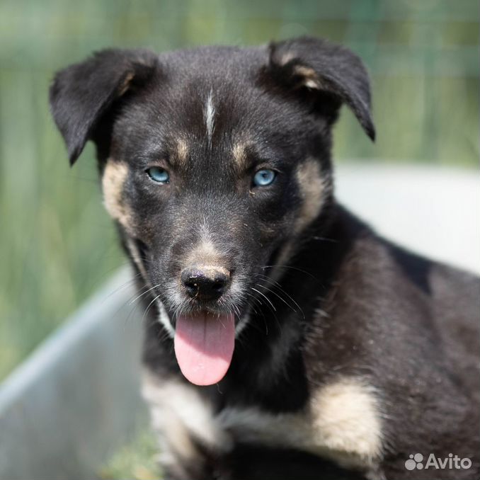 Малу, щенок-метис хаски