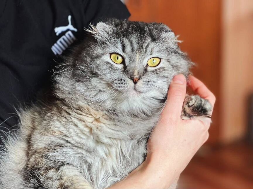 Шотландская