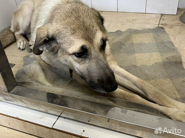 Собака бесплатно