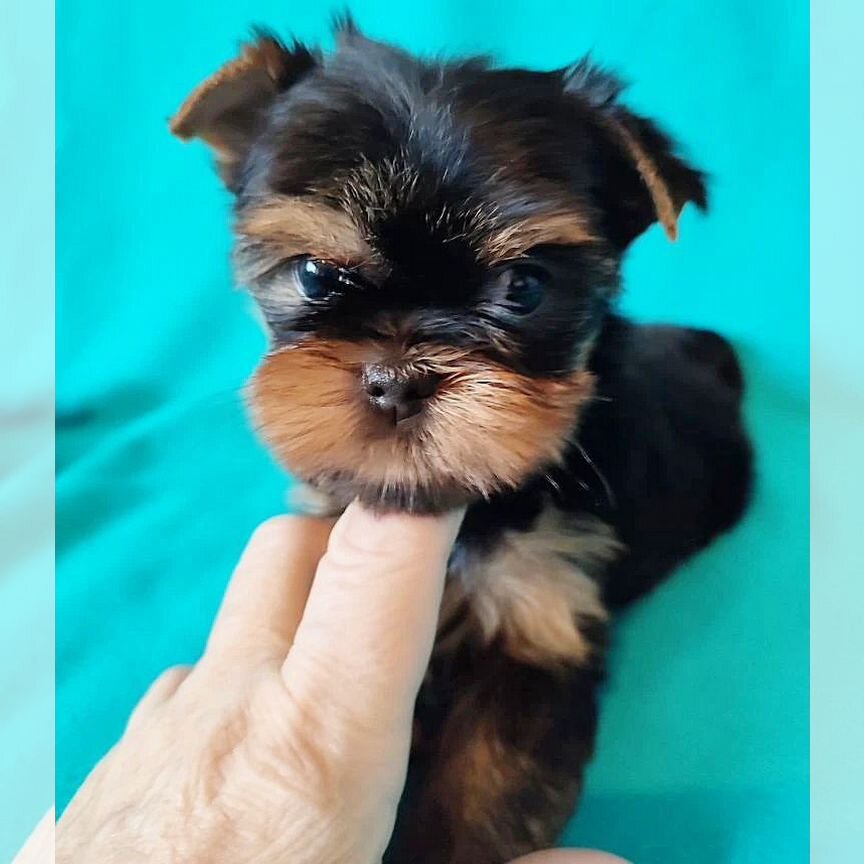 Йоркширский терьер, щенок