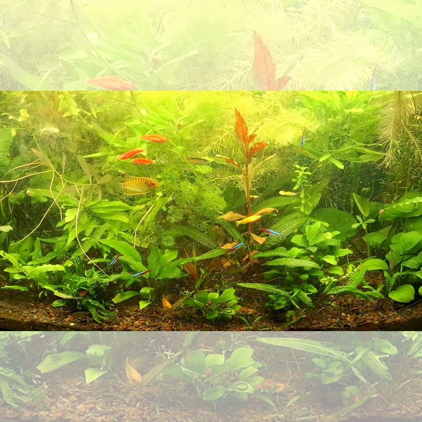 Ааквариум с анубисами, рыбами креветками