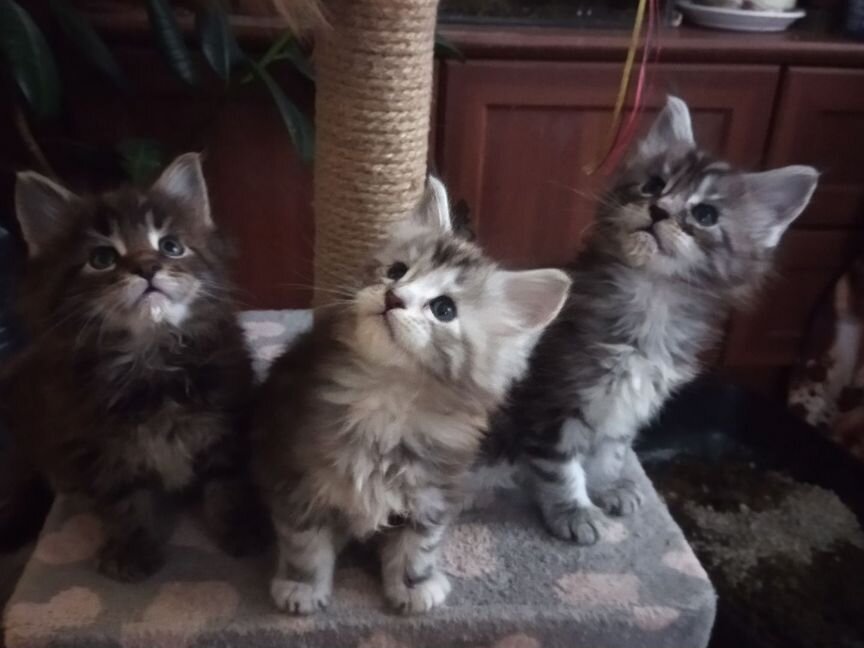 Котята мейн-кун