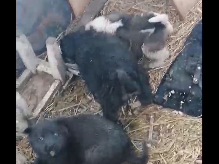 Щенки 3 месячные, помесь лайки и алабая