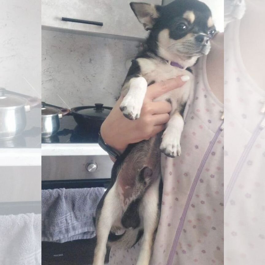 Чихуахуа, взрослый пёс