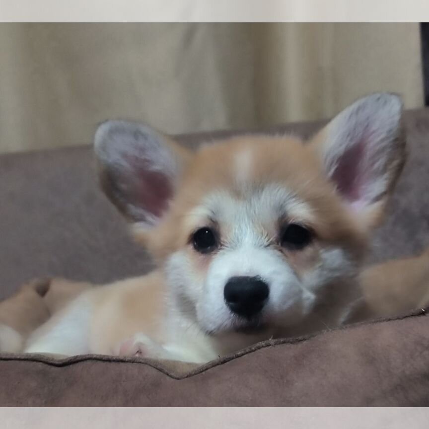 Вельш Корги Пемброк, щенок