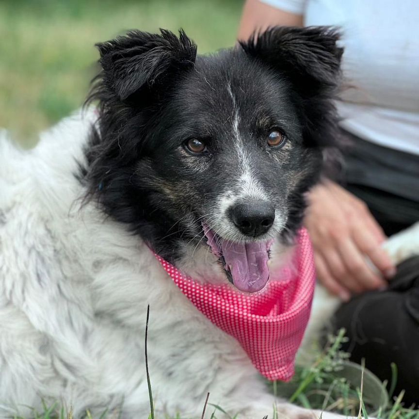 Пушистик Ричи. Пес из приюта Некрасовка