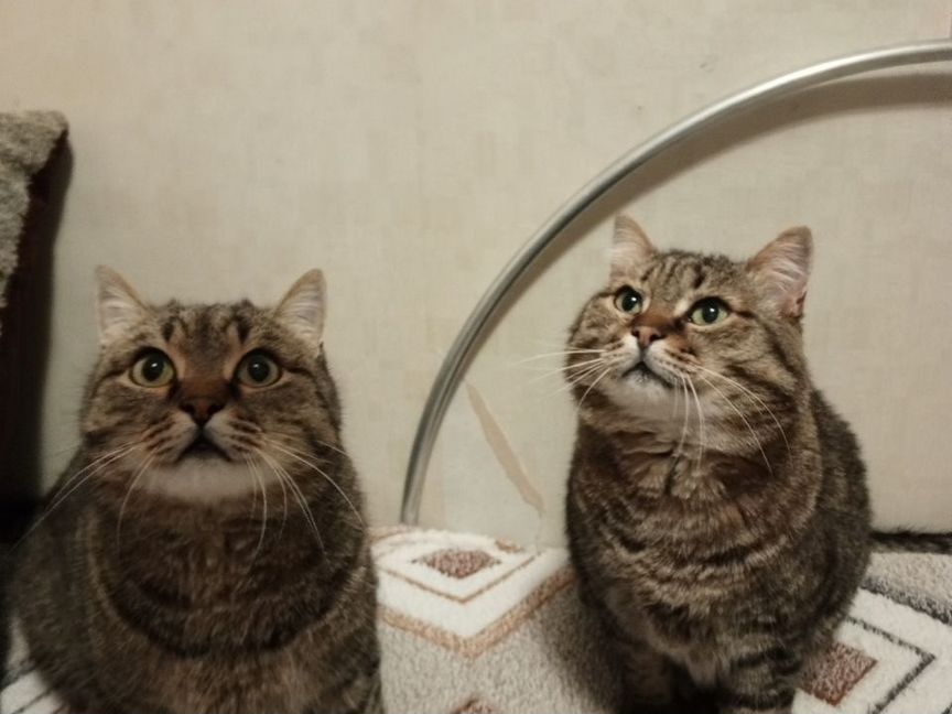 Кошка