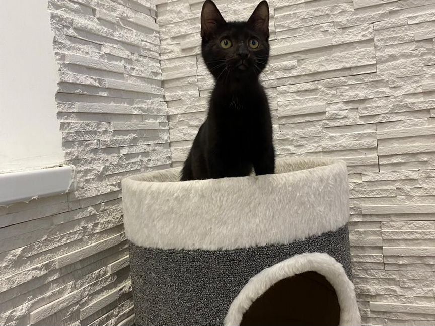 Черный котенок девочка Джая в добрые руки