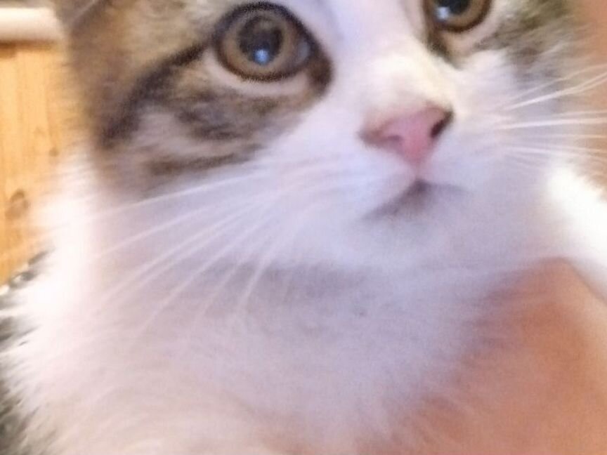 Кошка