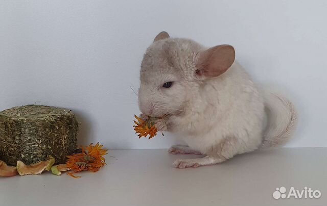 Шиншилленок мальчик (2 мес)