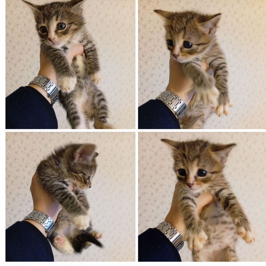 Европейский короткошёрстный котёнок