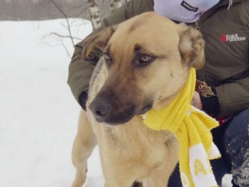 Печальный песик Лео живет в приюте