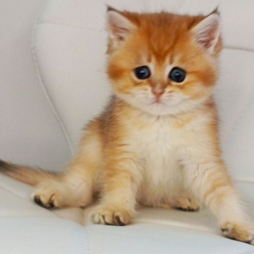 Золотая британская кошечка