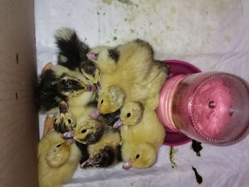 Индоутят а, мускусная