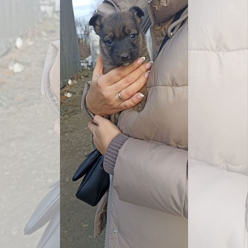 Щенок в добрые руки