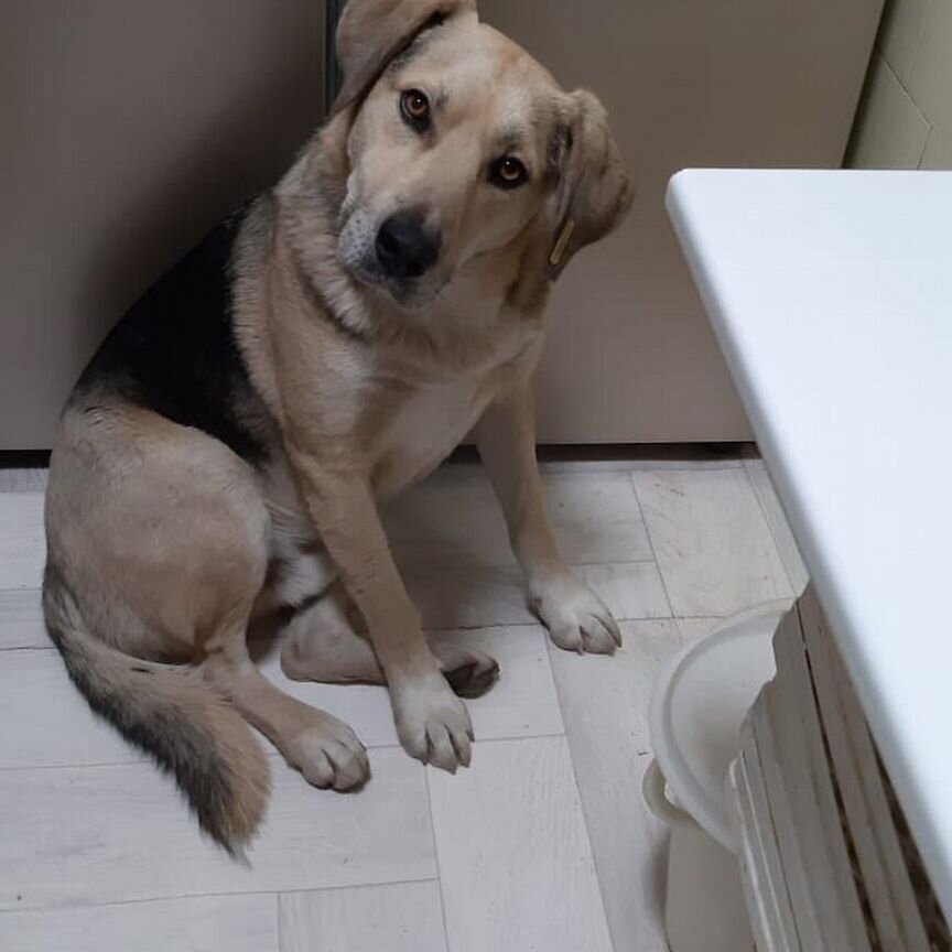 Потерялась собачка