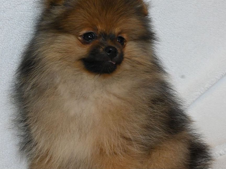 Померанский шпиц
