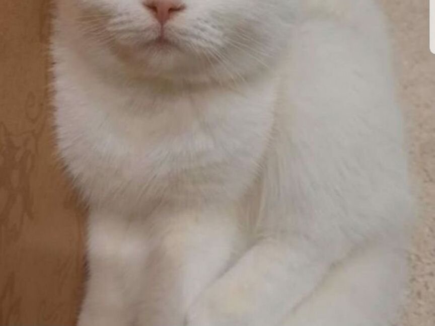 Шотландская вислоухая кошка белая