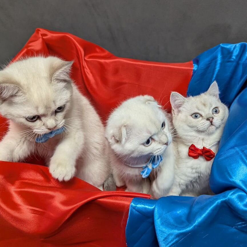Шотландский вислоухий короткошёрстный котёнок