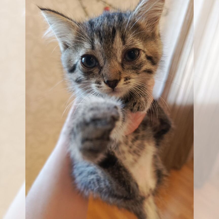 Отдам котят в добрые руки