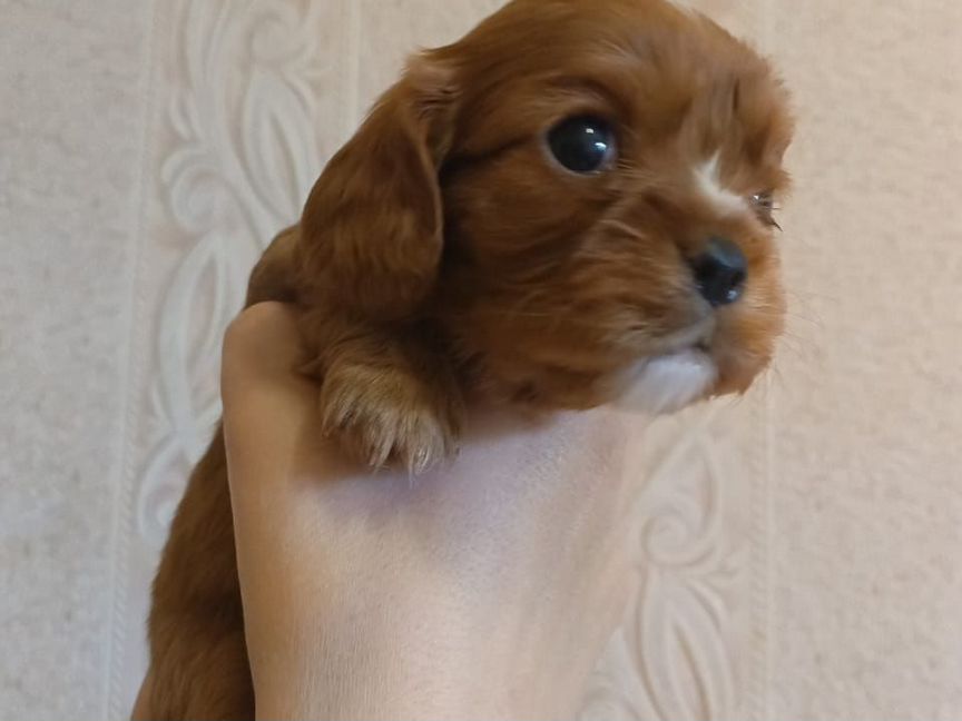 Рубиновая девочка РКФ