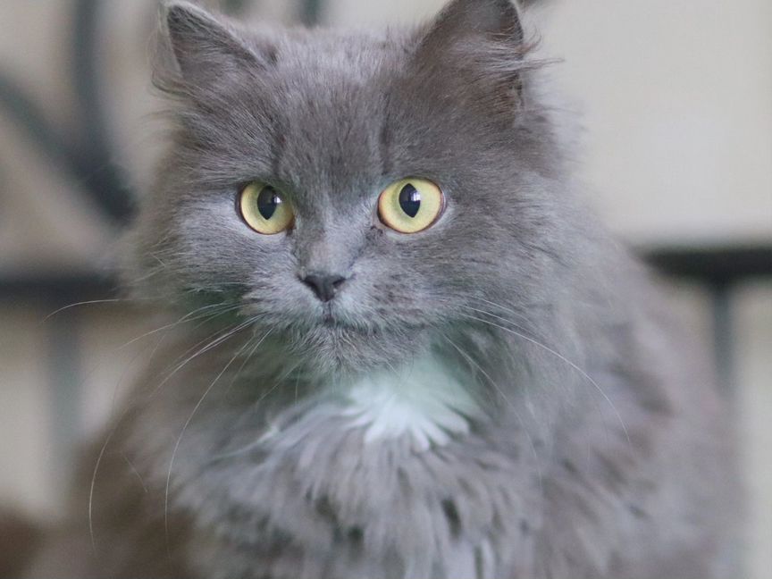 Молодая кошечка Мисти, ей 1 год