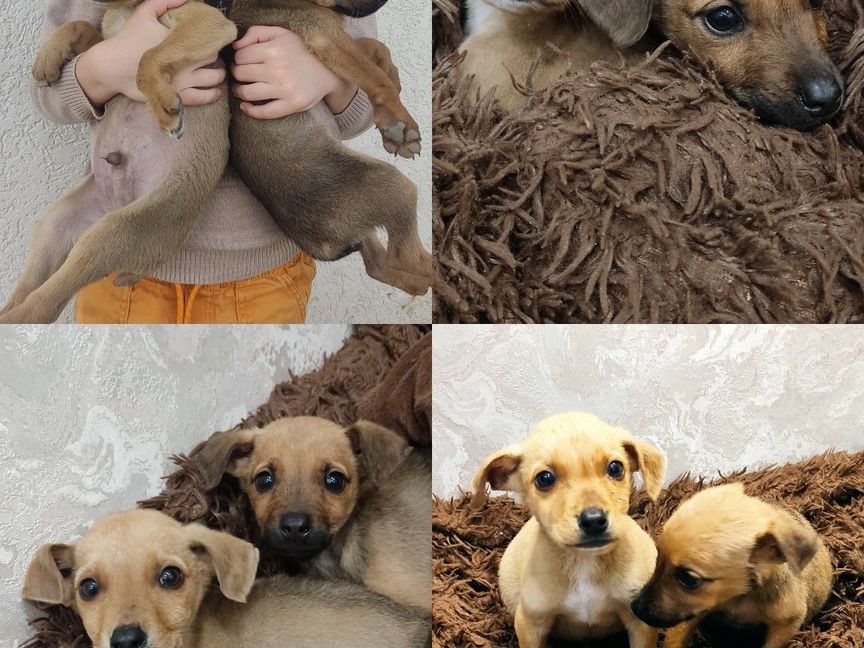 В добрые руки