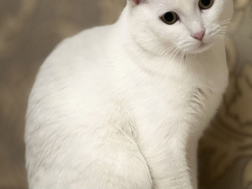 Кошка турецкая ангора