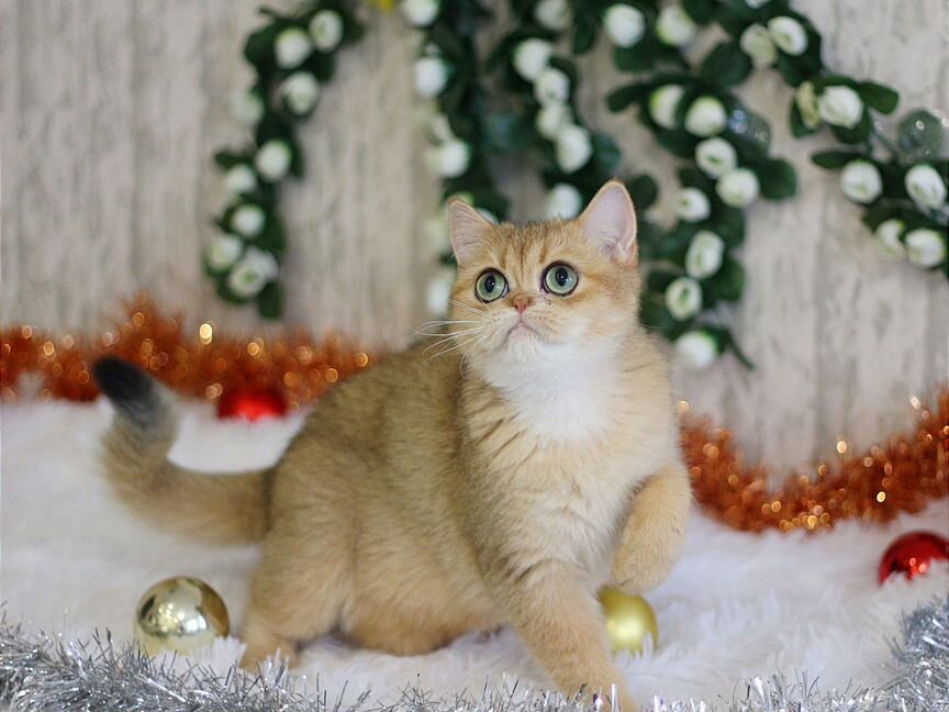 Золотая шиншилла девочка ny11