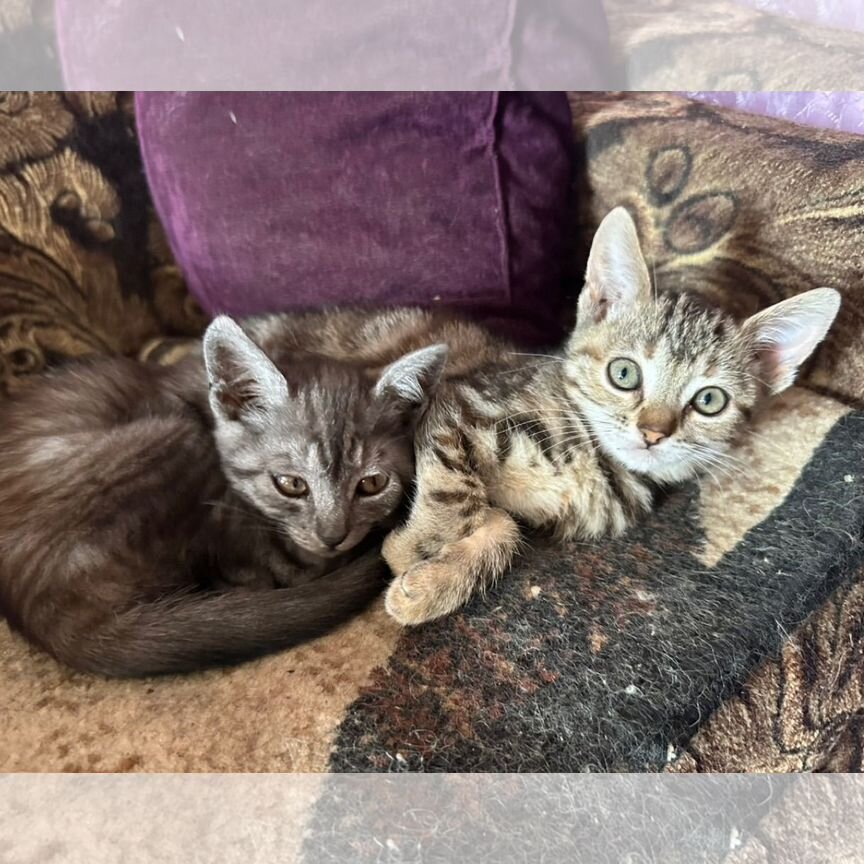 Кошечки