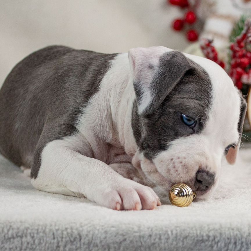 Стаффордширский терьер щенки щенок