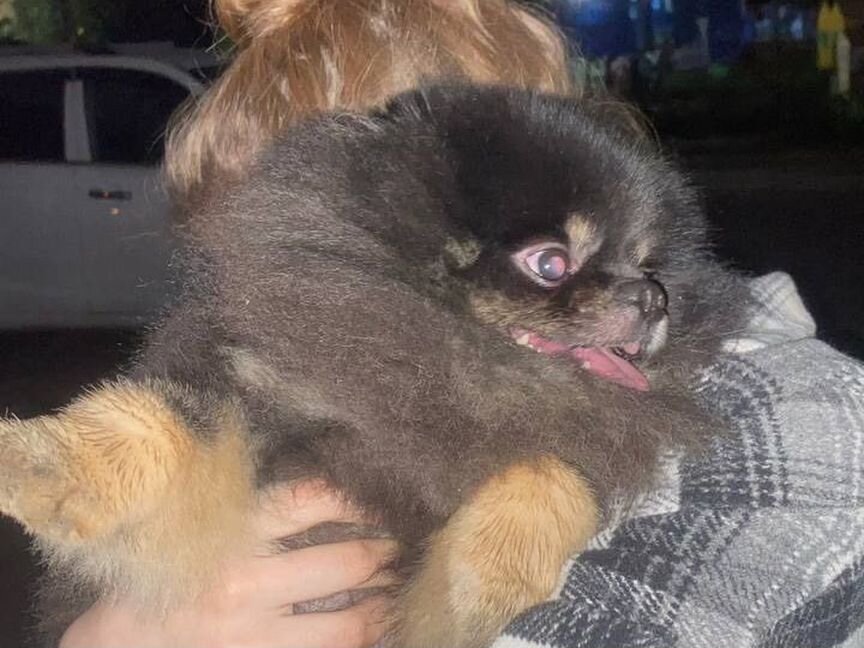 Потерялась собака шпиц