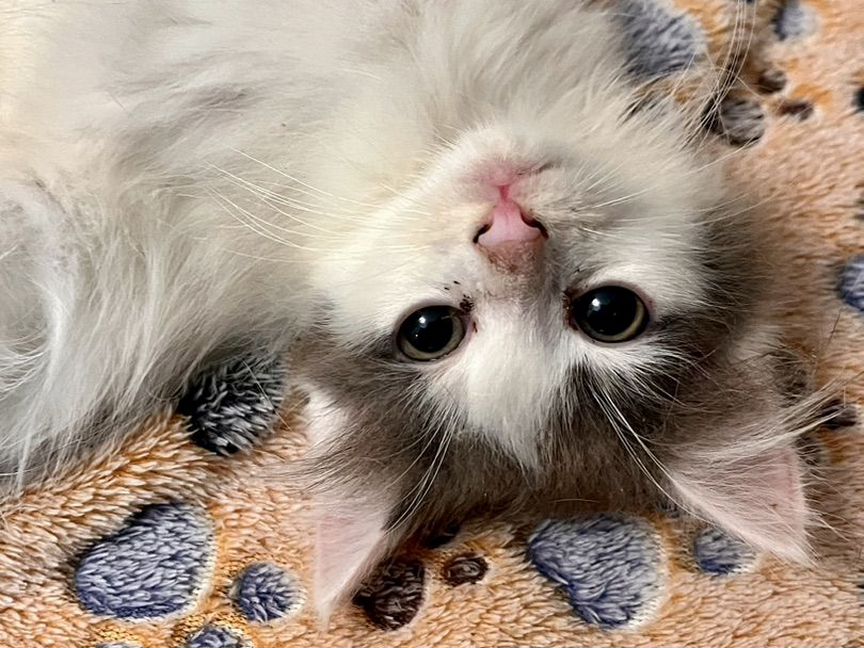 Тотошка ищет своих жертв для игр