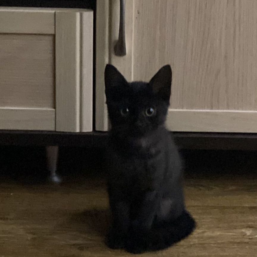 Котенок в добрые руки