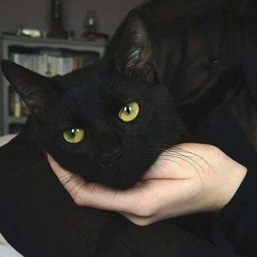Чудесный котенок в добрые ручки