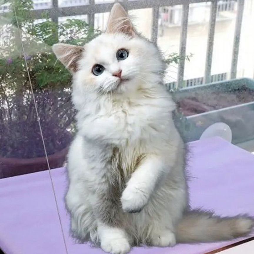 Гамак для кошек