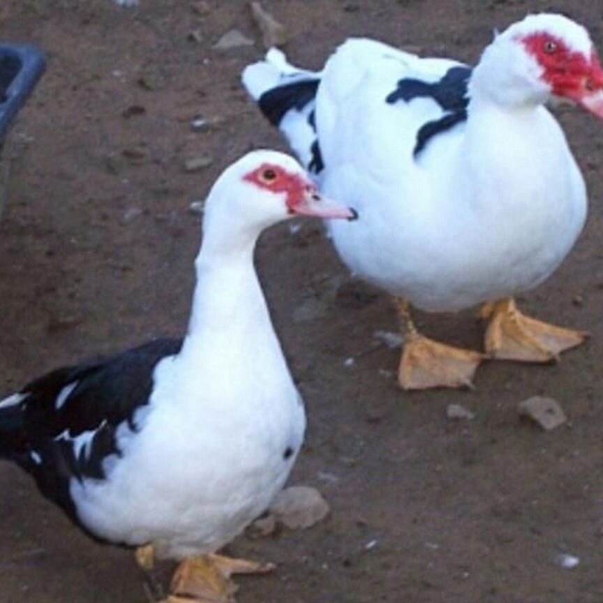 Яйцо мускусной утки на инкубацию