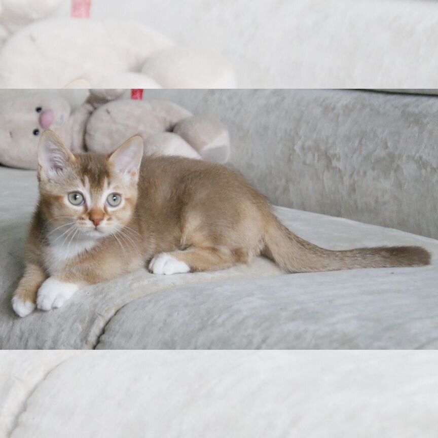 Коротколапый котенок - Солнечный зайчик